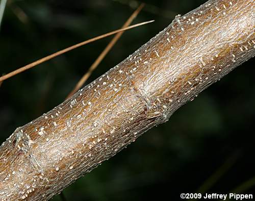 Sesbania (rattlebox, sesban)