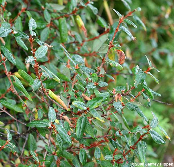 Michigan Wildflowers