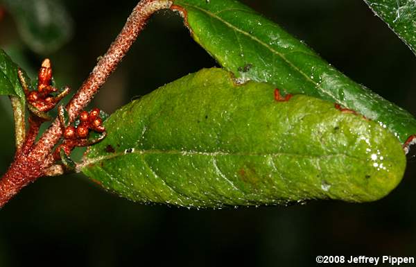 Michigan Wildflowers