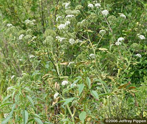 Water Parsnip Sium Suave