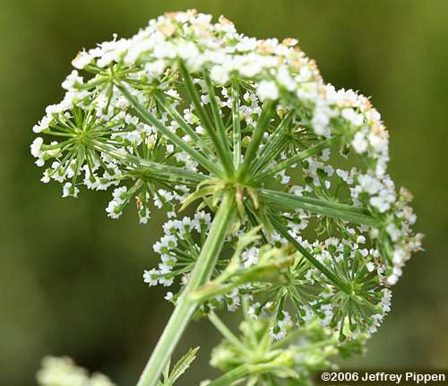 Sium - Alchetron, The Free Social Encyclopedia