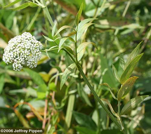 Sium (Water Parsnip)