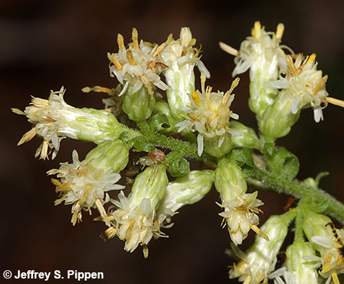 Solidago (goldenrod)