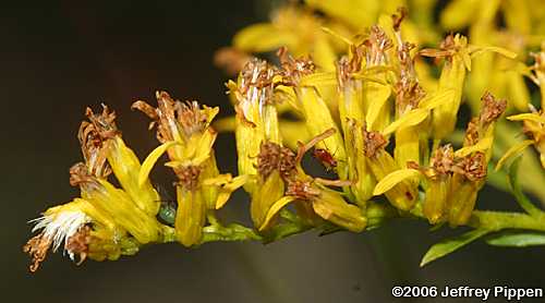 Solidago (goldenrod)