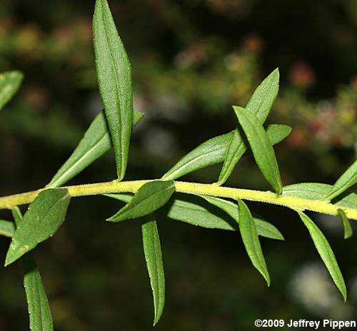 Solidago (goldenrod)