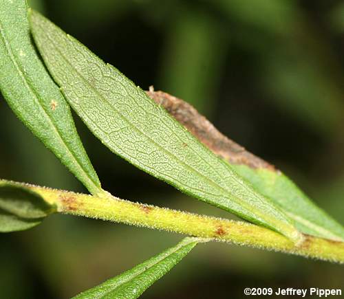 Solidago (goldenrod)