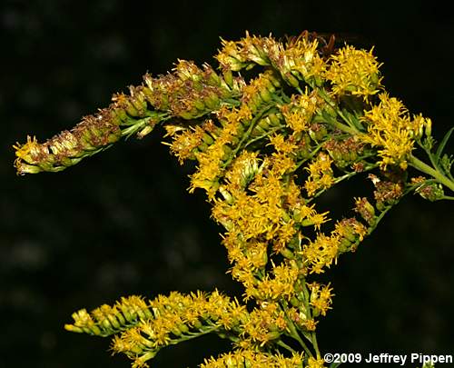 Solidago (goldenrod)