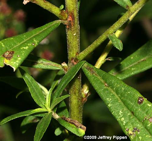 Solidago (goldenrod)