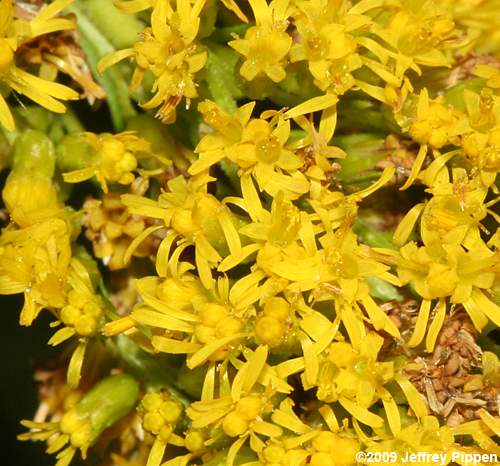 Solidago (goldenrod)