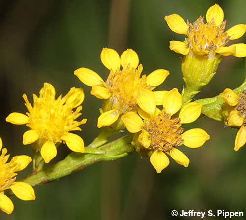 Solidago (goldenrod)
