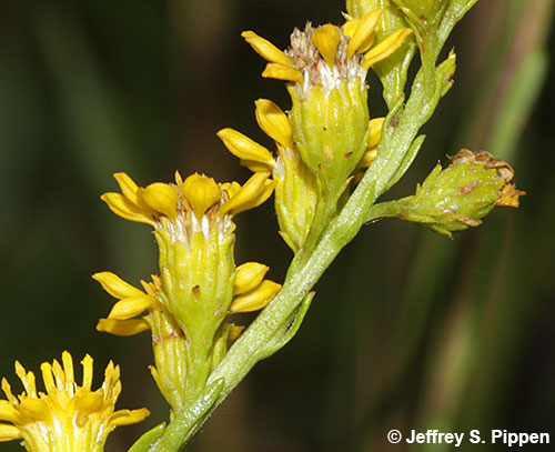 Solidago (goldenrod)