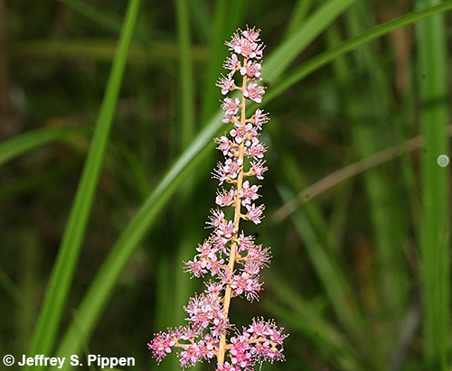 Spiraea (meadowsweet, hardhack)