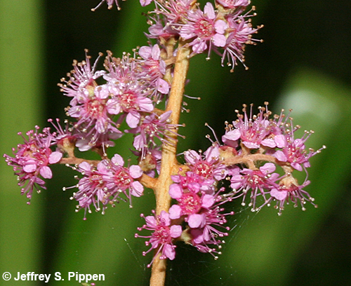 Spiraea (meadowsweet, hardhack)