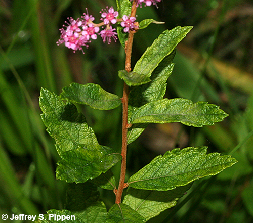 Spiraea (meadowsweet, hardhack)