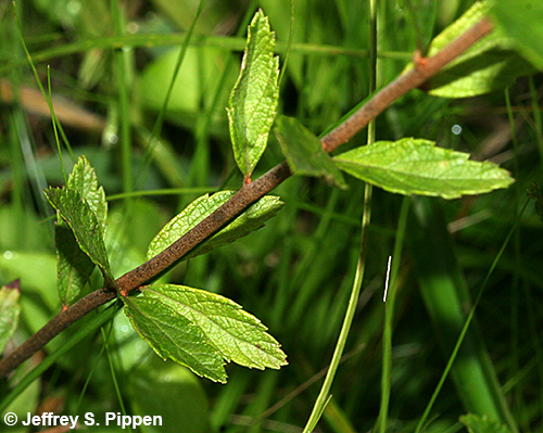 Spiraea (meadowsweet, hardhack)