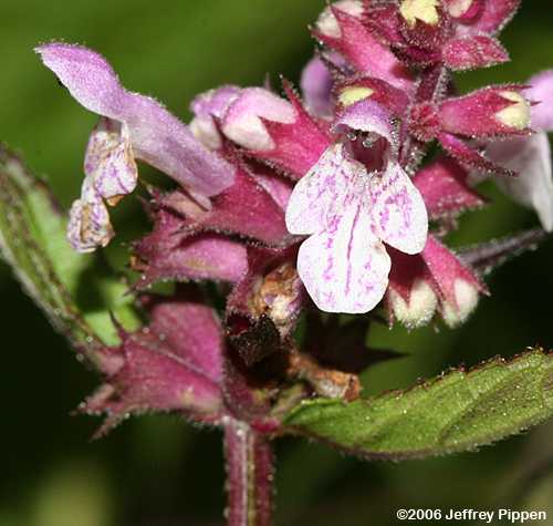 Lamiaceae>Stachys