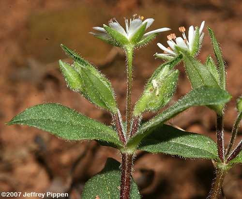Stellaria Corei
