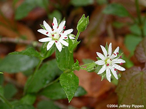 Stellaria Corei