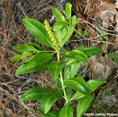 Stillingia - Alchetron, The Free Social Encyclopedia