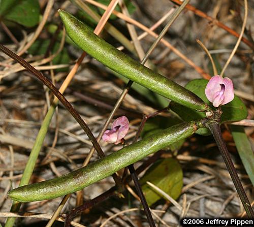Strophostyles (bean)