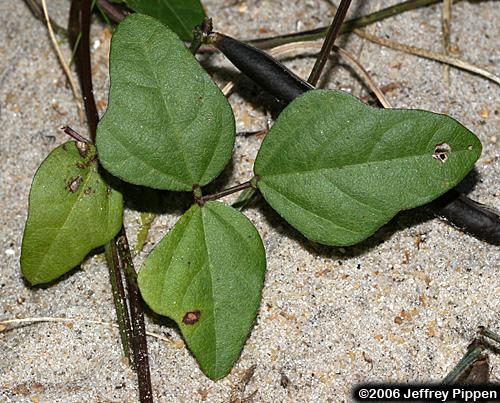 Strophostyles (bean)