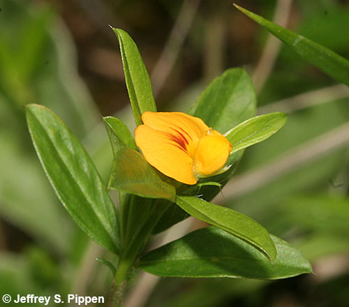 Stylosanthes (pencil-flower)