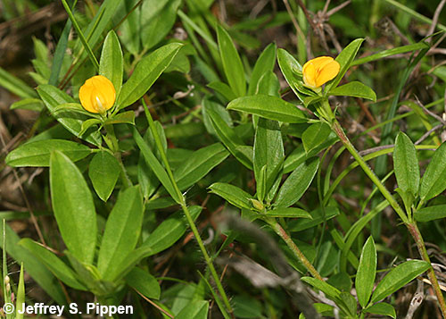 Stylosanthes (pencil-flower)