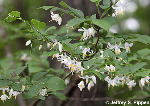 Styrax (snowbell)