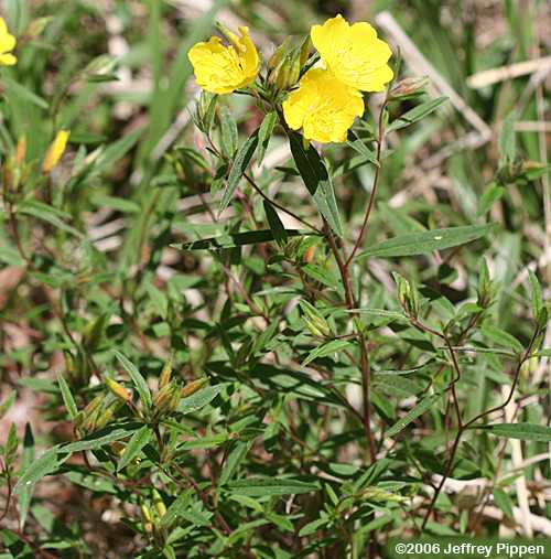 Oenothera (sundrops)