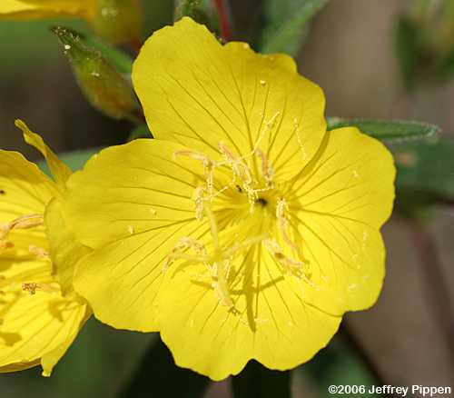 Oenothera (sundrops)