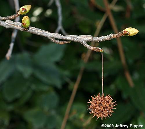 Liquidambar (sweetgum)