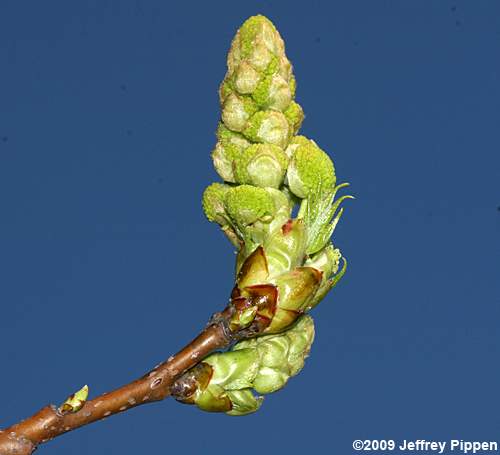 Liquidambar (sweetgum)