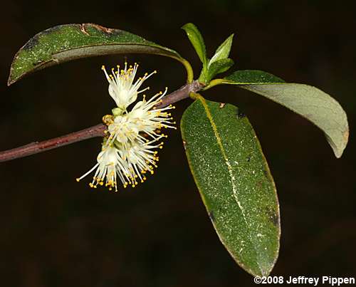 Symplocos (sweetleaf, horsesugar)