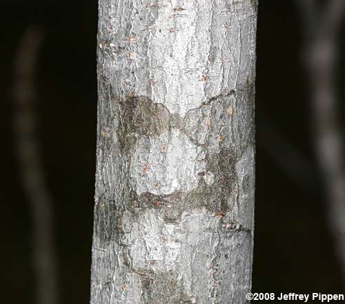 Symplocos (sweetleaf, horsesugar)