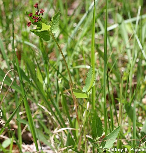 Thaspium (meadow parsnip)
