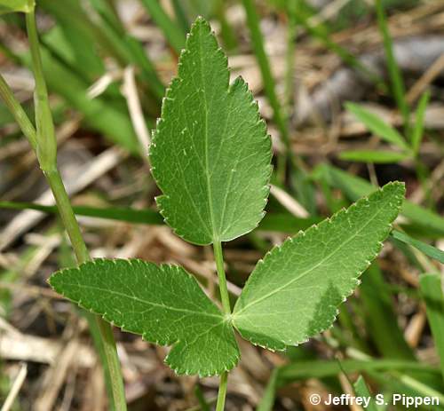 Thaspium (meadow parsnip)