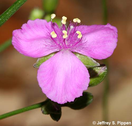 Tradescantia (spiderwort)