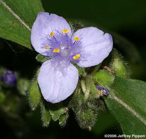 Tradescantia (spiderwort)