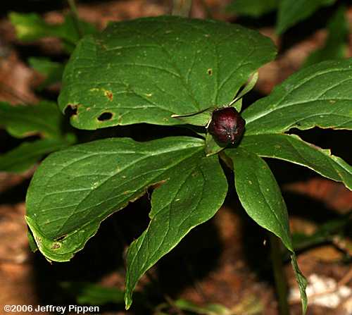 Trillium (wake-robin)