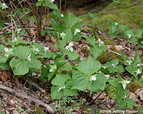 Trillium (wake-robin)