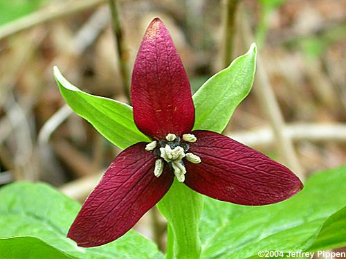 Trillium (wake-robin)