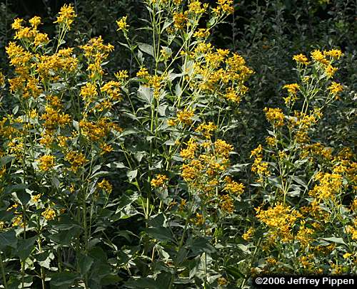 Verbesina (wingstem, crownbeard, froststem)