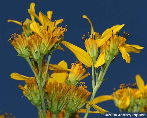 Verbesina (wingstem, crownbeard, froststem)