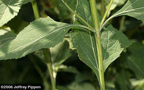 Verbesina (wingstem, crownbeard, froststem)