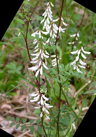 Vicia (vetch)