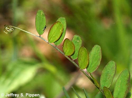 Vicia (vetch)