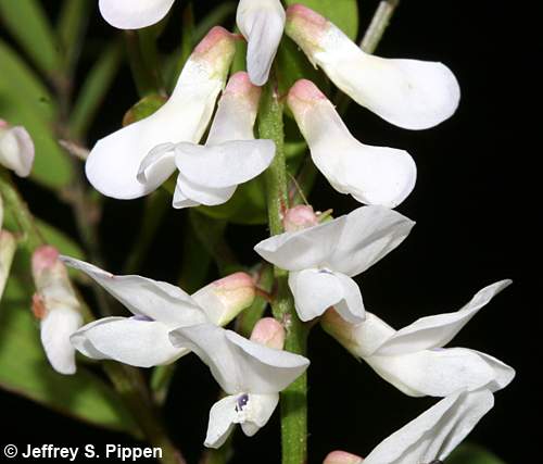 Vicia (vetch)