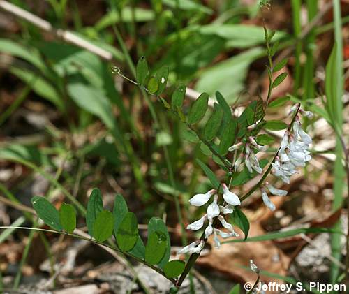 Vicia (vetch)