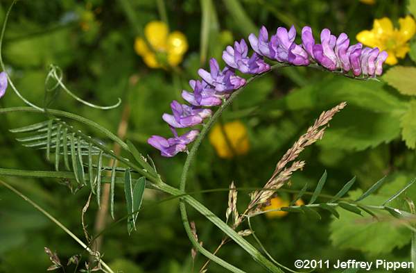 Vicia (vetch)
