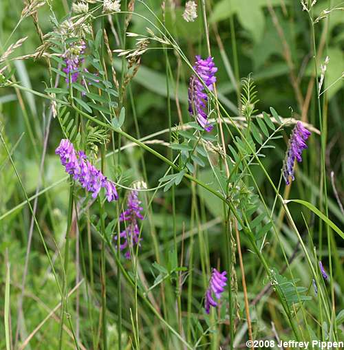 Vicia (vetch)